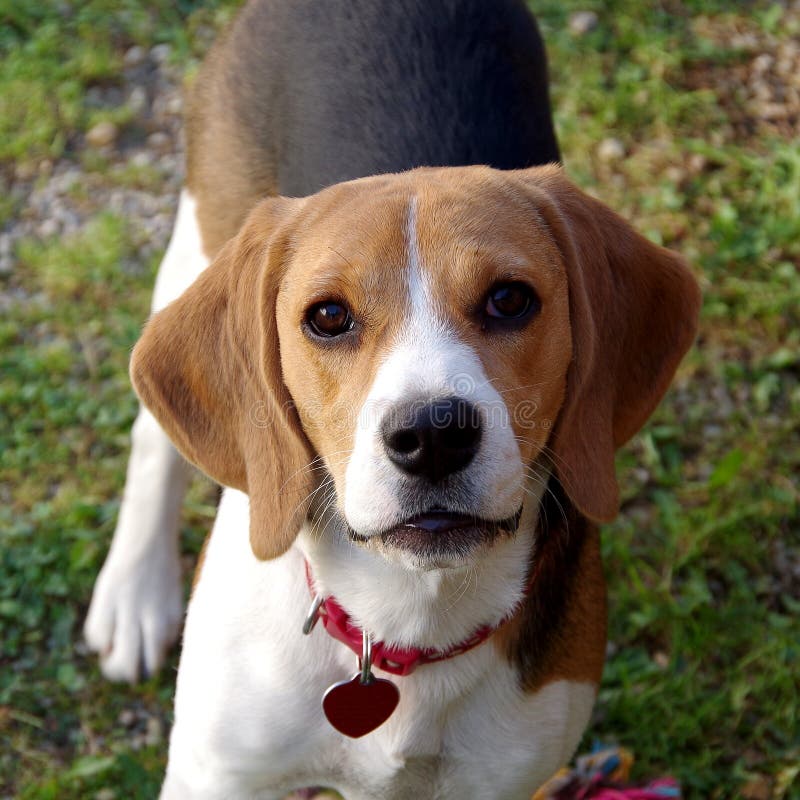 Dog Beagle Looking at Camera Stock Photo - Image of tall, eyes: 107559030