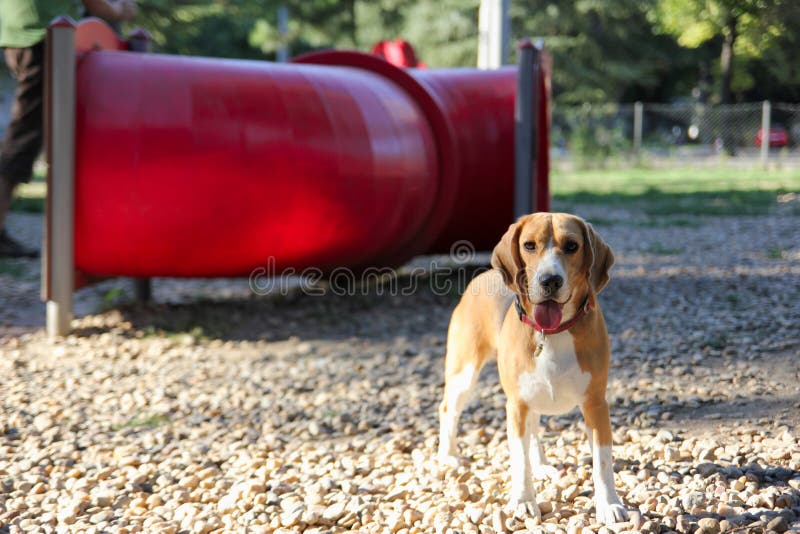 Dog the Beagle in Park Playing Stock Image - Image of park, little ...