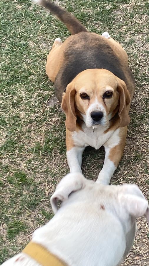 Dog Beagle stock image. Image of house, pretty, chill - 249978563