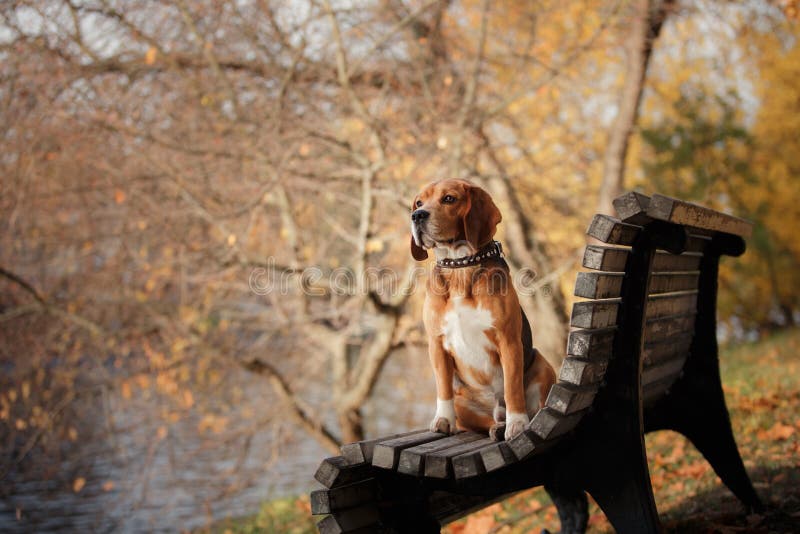 Dog Beagle Walking in Autumn Park Stock Image - Image of outdoor, park ...