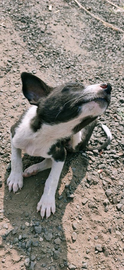 Dog Beautiful Pictures Scenery in the Scene Stock Image - Image of ...