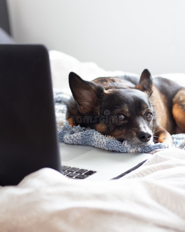 Dog on bed with computer stock image. Image of home - 219115111