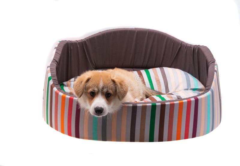 321 Empty Dog Bed Stock Photos - Free & Royalty-Free Stock Photos from ...