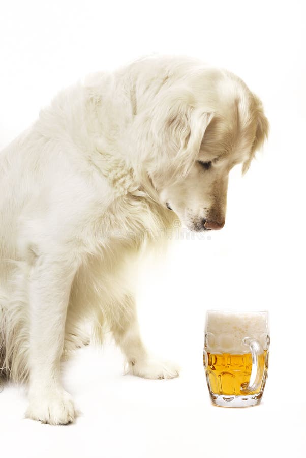 Drunk dog with beer stock image. Image of background - 25092867
