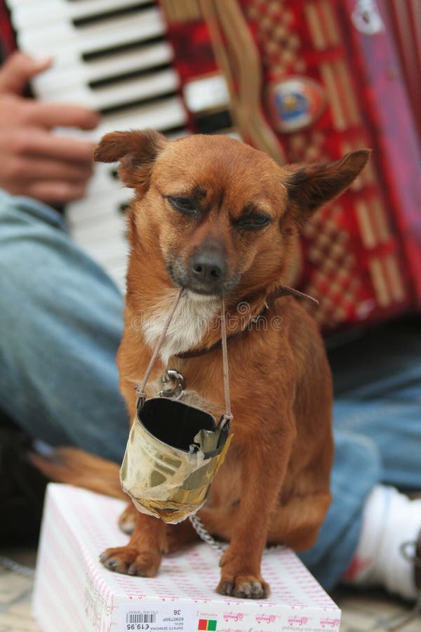 Dog Begging stock photo. Image of mendicant, loyal, hungry - 1119978