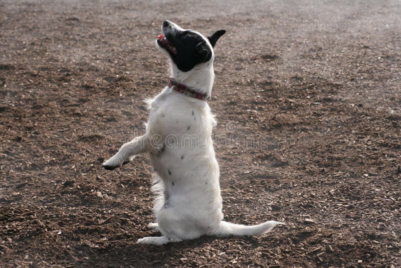 Dog begging stock image. Image of funny, young, purebred - 27357941