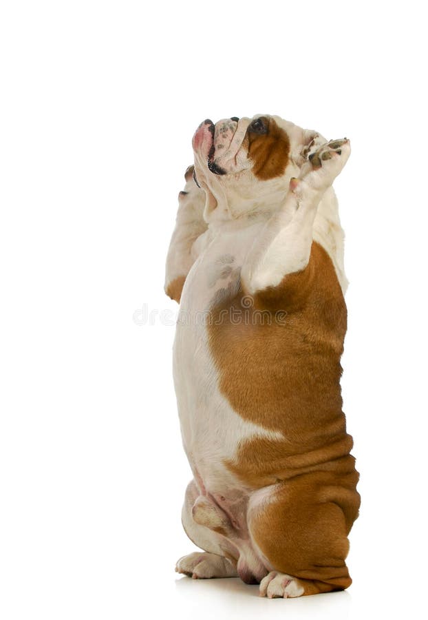 Dog begging stock photo. Image of five, bulldog, posing - 28142040