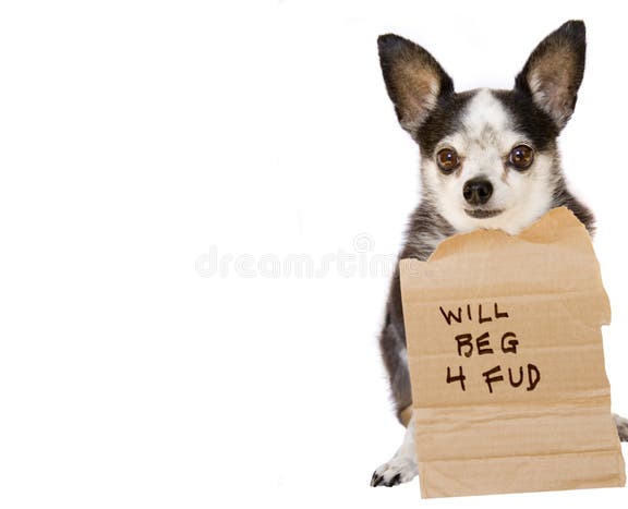 Dog begging stock image. Image of small, care, furry, isolated - 3133443