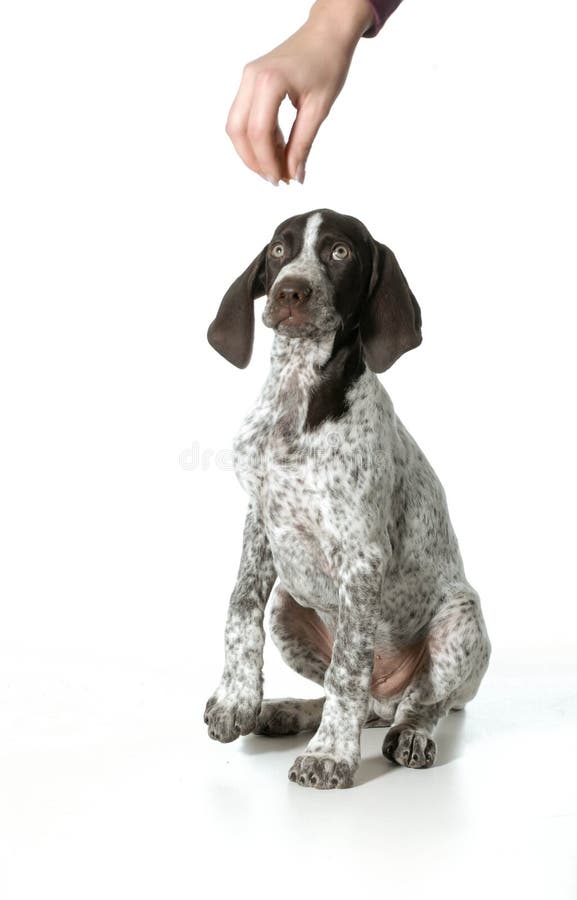Dog begging for treat stock image. Image of cookie, pedigree - 6796153