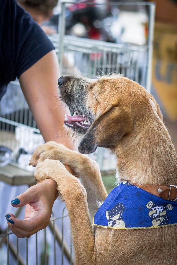 Dog begging for attention stock photo. Image of breed - 50651758