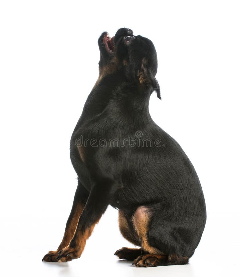 Dog begging stock image. Image of begging, background - 28663361