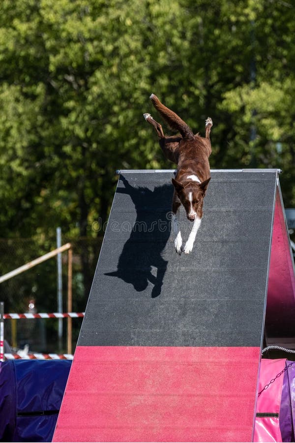 Dog Faces the Obstacle. Dog Agility Competition. Stock Image - Image of ...