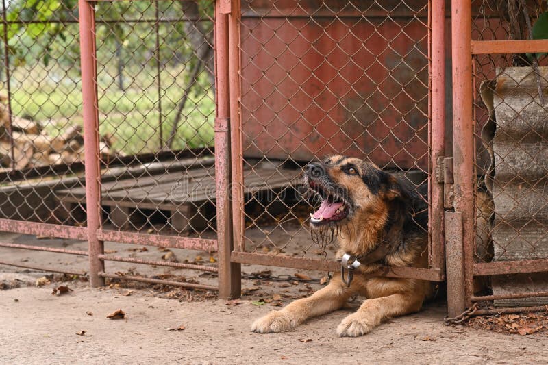 The Dog Behind the Bars is Barking Stock Image - Image of cage, home ...