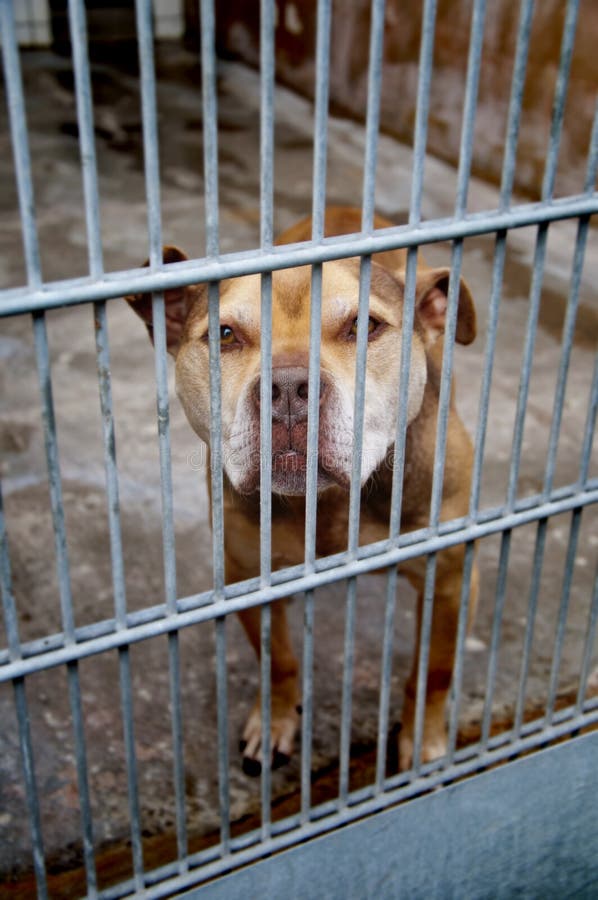 Dog behind bars stock photo. Image of door, risk, kennel - 41460188