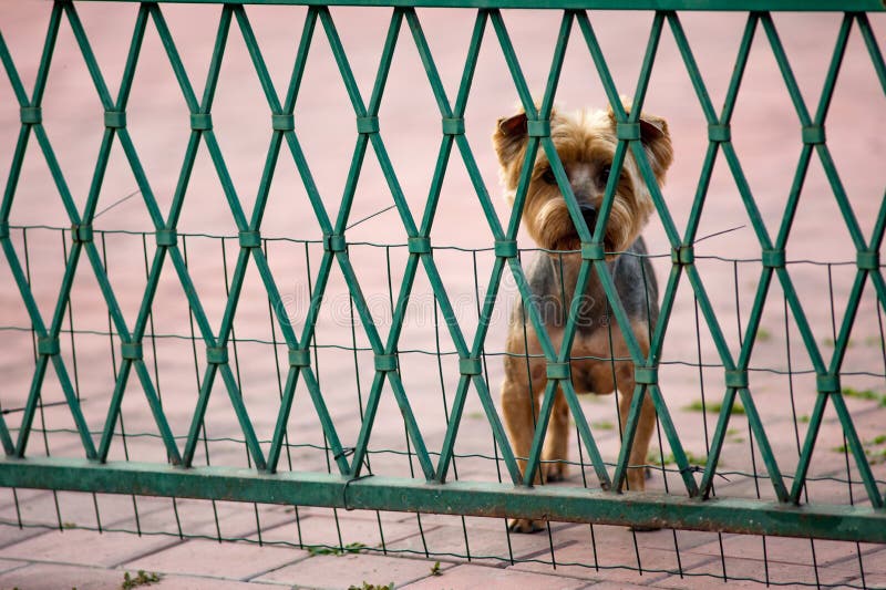 The Dog is Behind the Fence. Stock Photo - Image of guard, friendly ...