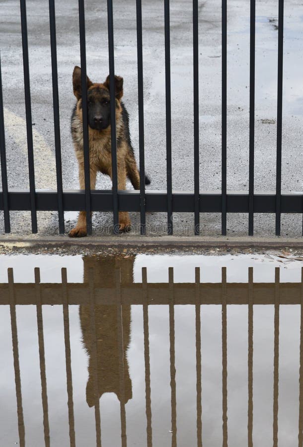 Dog behind the fence stock photo. Image of reflection - 114648770