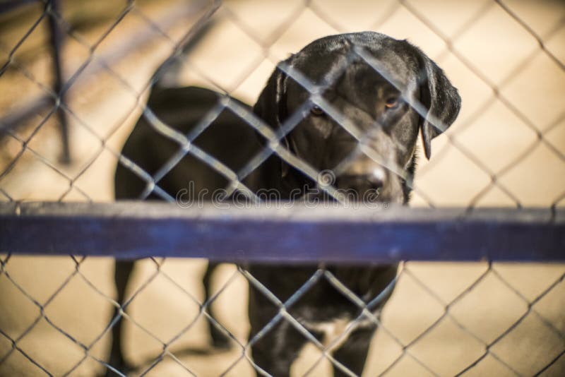 Dog behind a fence stock image. Image of locked, labrador - 324754951