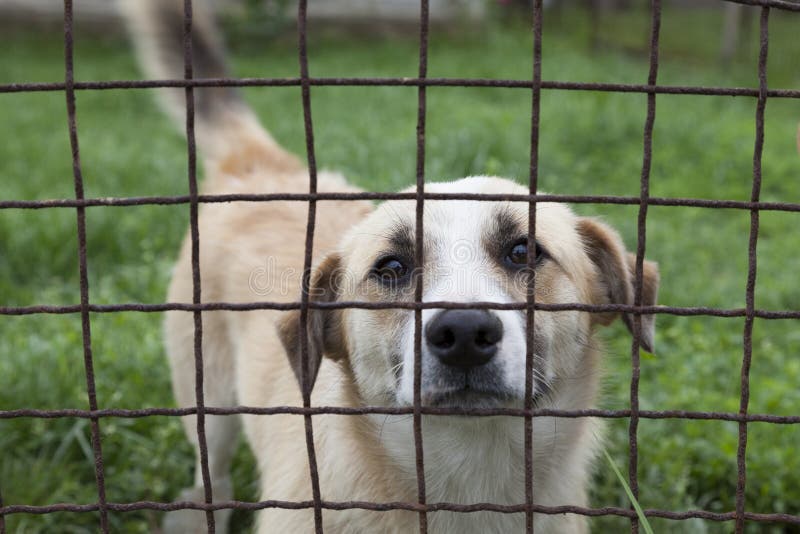 Dog behind a fence stock photo. Image of mouth, mixed - 41972252