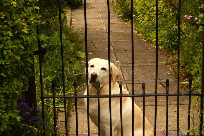 Dog behind gate stock photo. Image of iron, labrador - 31527394