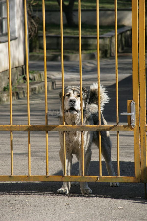 Dog behind the gates stock image. Image of outdoors - 152457983