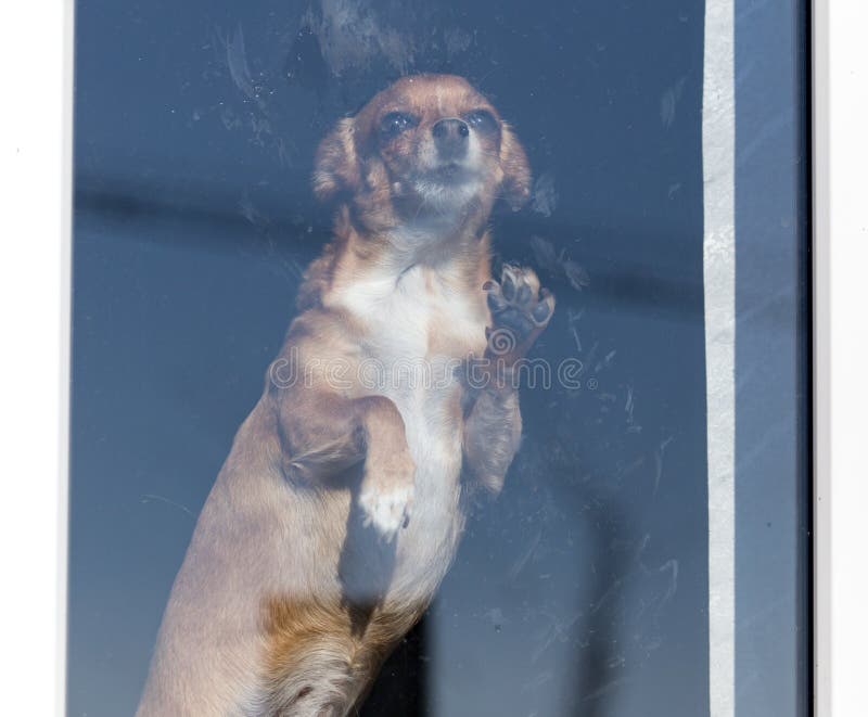 Dog behind the glass stock image. Image of canine, animal - 106329297