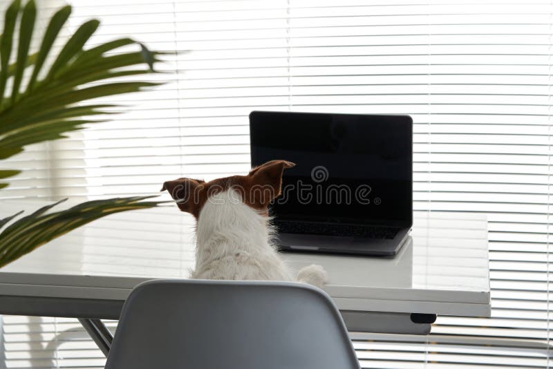 Dog Behind a Laptop. Jack Russell Terrier in a Light Office Stock Image ...