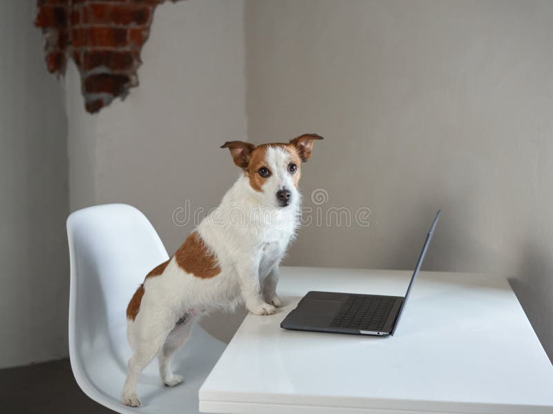 Dog Behind a Laptop. Jack Russell Terrier in a Light Office Stock Image ...