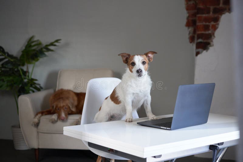 Dog Behind a Laptop. Jack Russell Terrier in a Light Office Stock Image ...