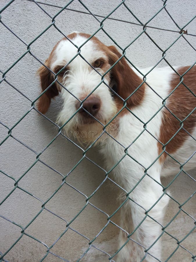 Dog behind a net stock image. Image of friend, abandoned - 42626703