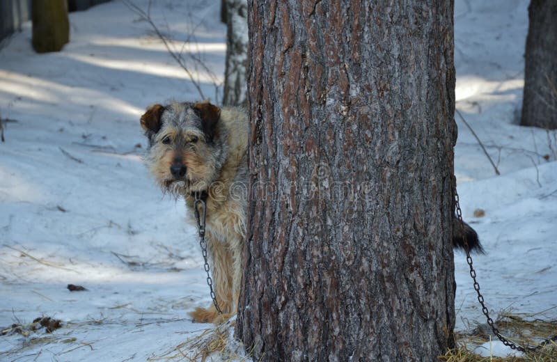 Sun behind tree stock image. Image of greenish, tree - 99368961