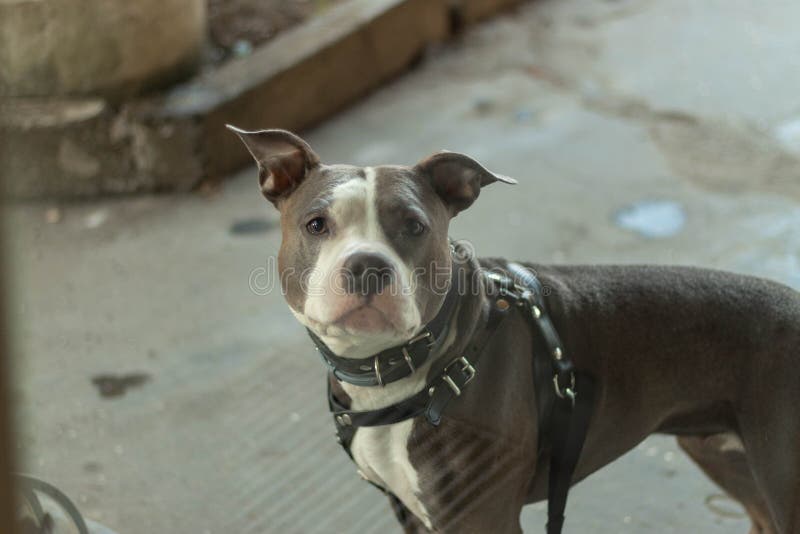 Dogface Window Stock Photos - Free & Royalty-Free Stock Photos from ...