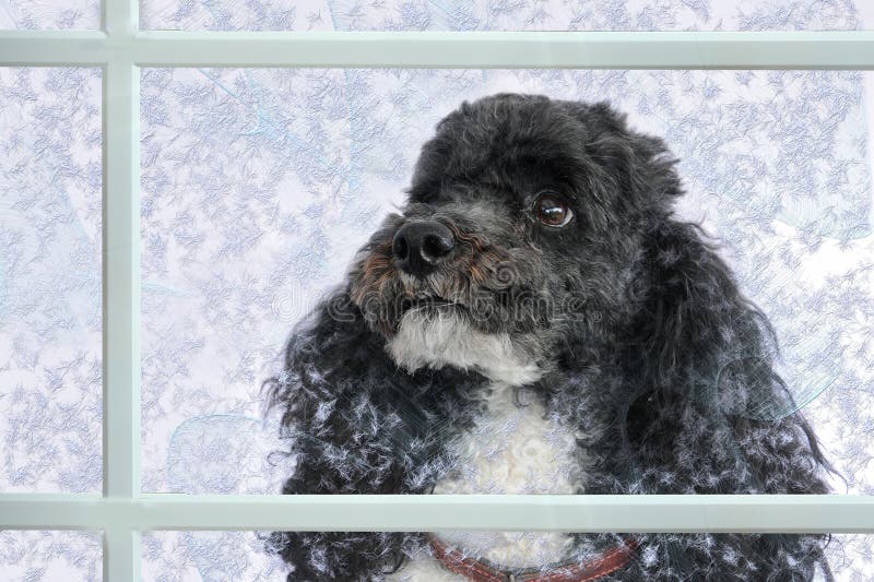 Behind the window stock photo. Image of dressed, lucky - 22389250