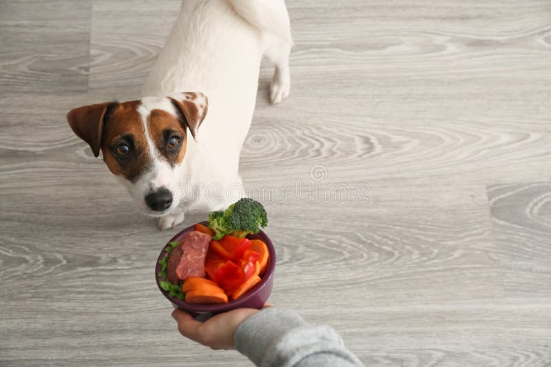 Owner Feeding Cute Dog at Home Stock Image - Image of healthy, giving ...