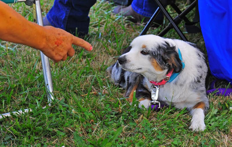 Dog being scolded stock image. Image of paws, action - 20608195