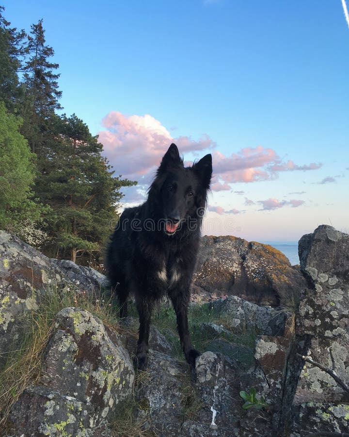 Belgianshepard Dog Stock Photos - Free & Royalty-Free Stock Photos from ...