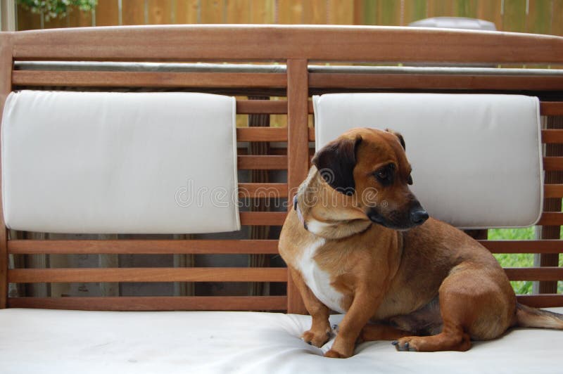 Dog on Bench stock photo. Image of daytime, bench, animal - 11054226