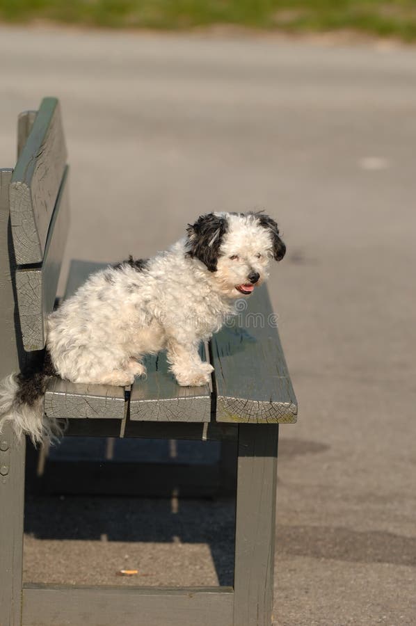 Dog on bench stock photo. Image of happy, playful, hair - 4020580