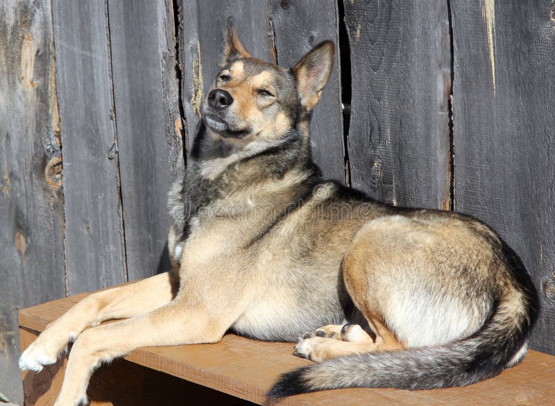 Dog on a bench stock photo. Image of jacurren, snout - 79238776