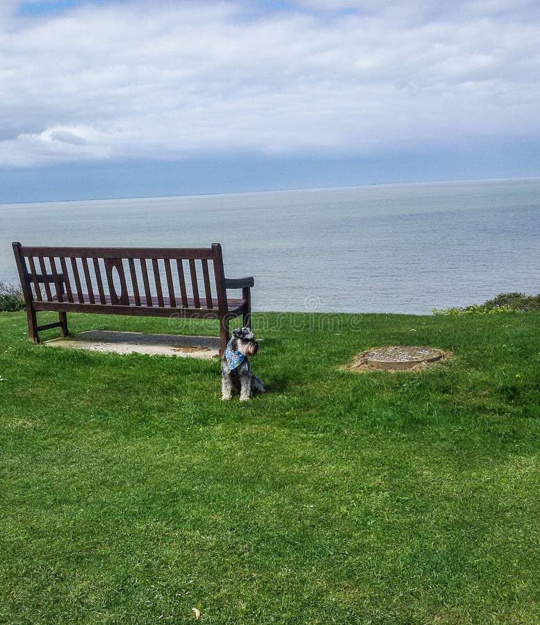 Dog by bench stock image. Image of overlooking, sitting - 53269911