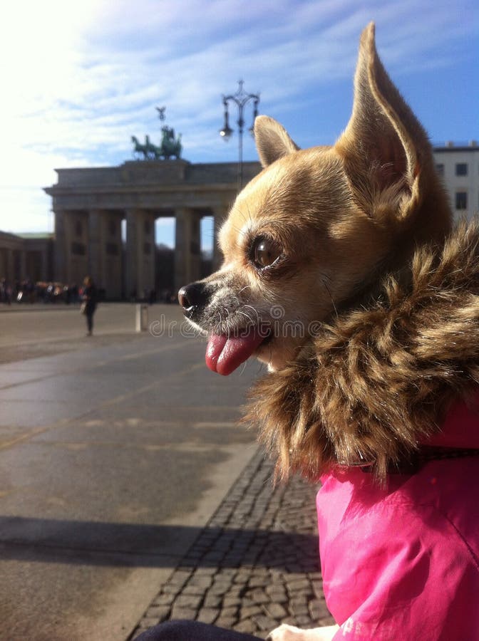 Dog stock image. Image of germany, city, berlin, animmals - 62400147