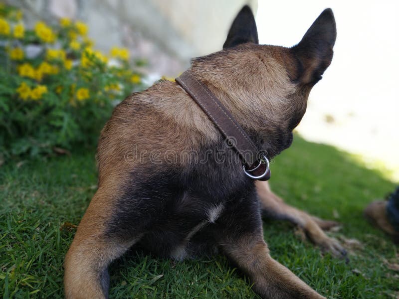 Dog is the Best Friend of the Human Stock Photo - Image of human ...