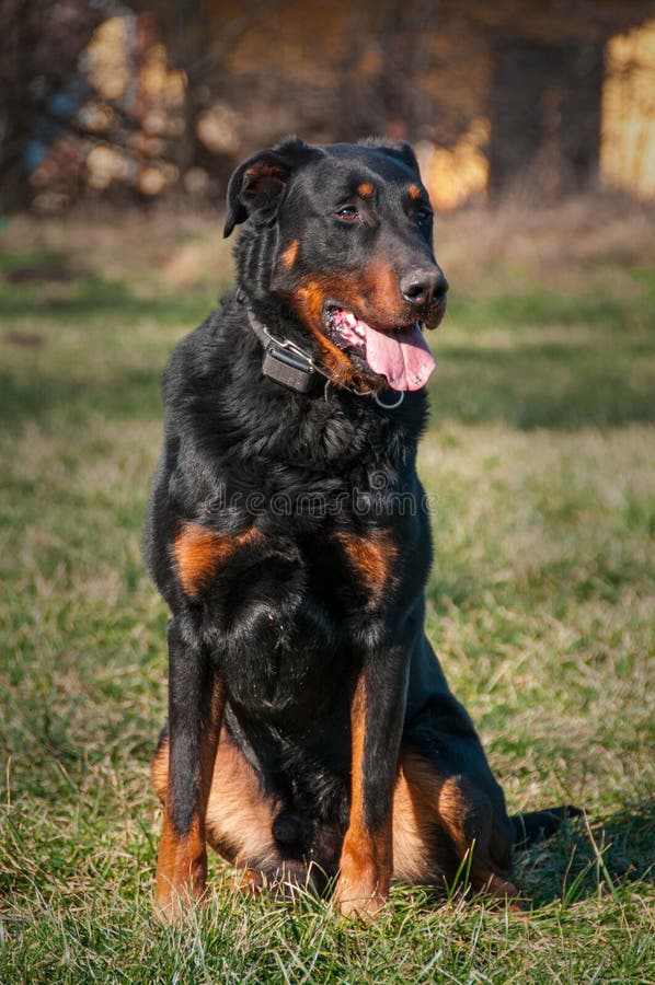 Boseron Dog Stock Photos - Free & Royalty-Free Stock Photos from Dreamstime