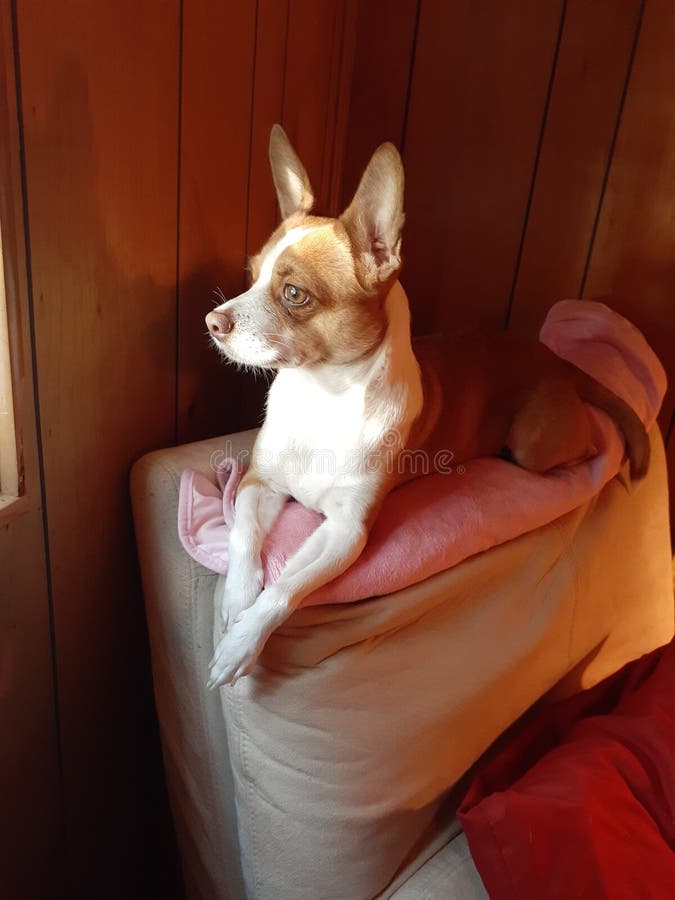 Dog stock photo. Image of masterpiece, puppy, friend - 163953698