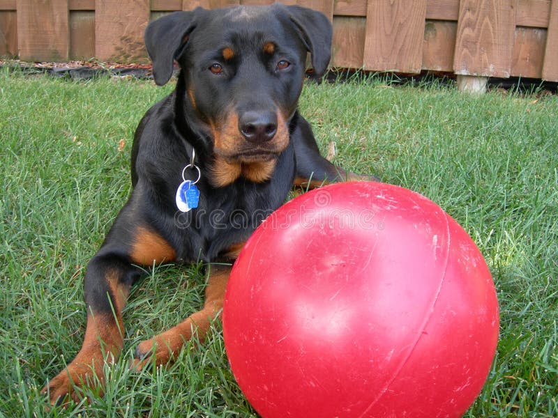 Dog and Big Ball stock photo. Image of furry, canine, boredom - 1013220