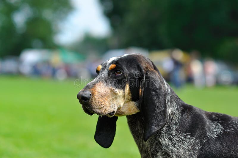 The Big Blue Gascon Beagle Painted in Watercolor in Profile Stock Image ...