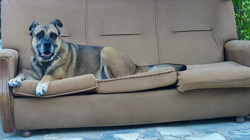 Dog stock image. Image of brown, sitting, couch, garden - 102623217