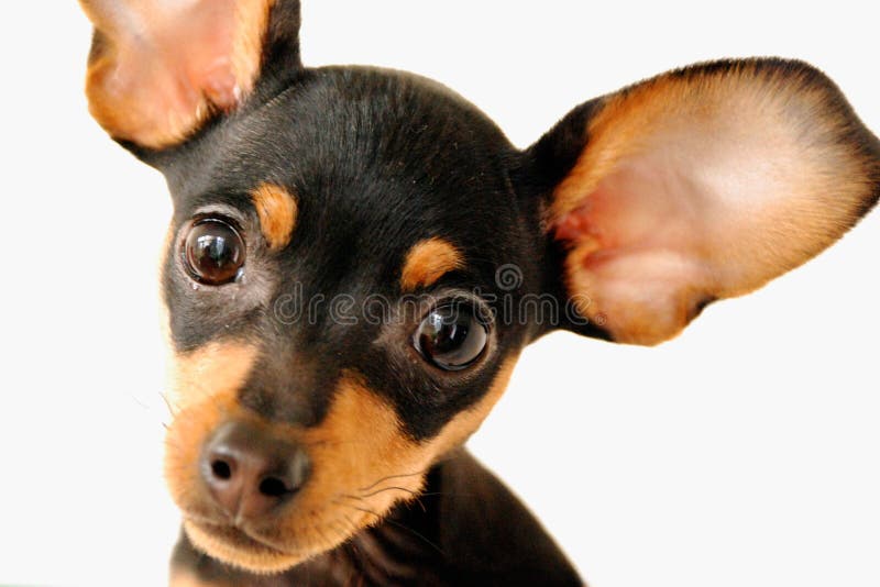 Dog with big ears stock photo. Image of kalista, cutout - 8224624