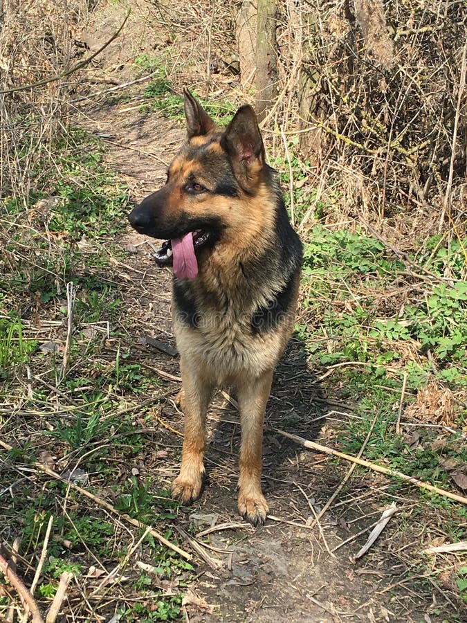 Dog stock photo. Image of spring, sheepdog, forest - 90353774