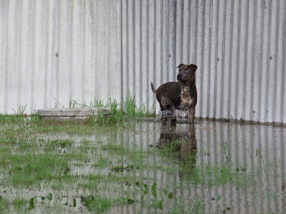 Big Puddle stock image. Image of blue, green, puddle - 125832101