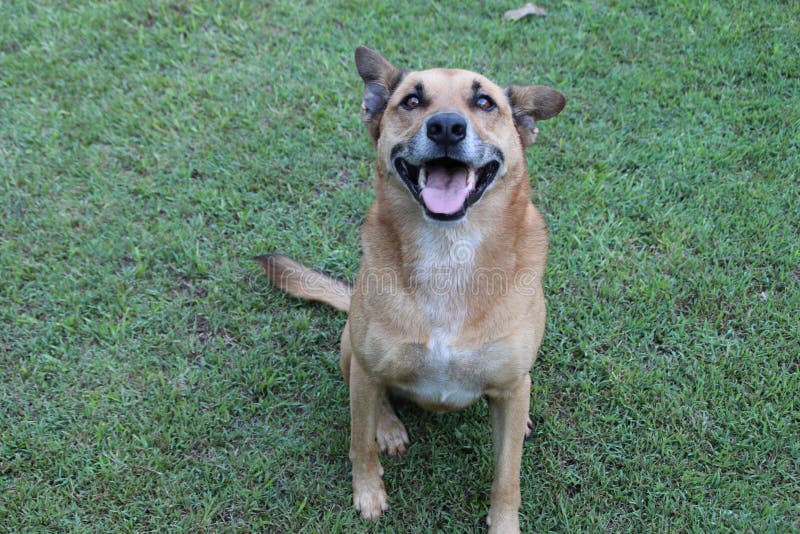 Dog - big smile stock photo. Image of shephard, smile - 40877826